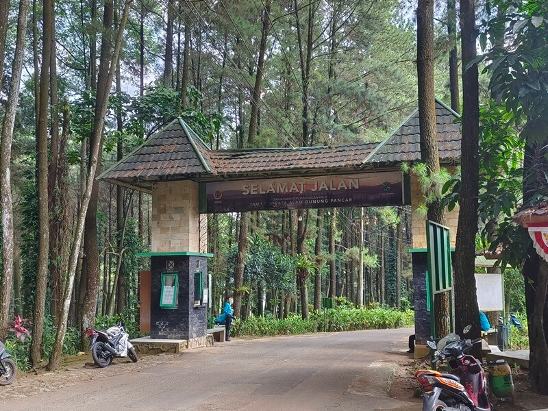 Hutan Pinus Gunung Pancar Sentul, Lokasi Camping Yang Hits di Bogor ...
