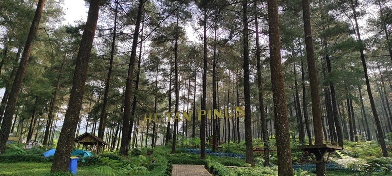Hutan Pinus Limpakuwus Banyumas, Wisata Outdoor Lengkap dan Kekinian ...