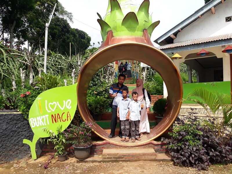 Bukit Naga Jolong, Panen Buah Naga Sepuasnya – NativeIndonesia.com