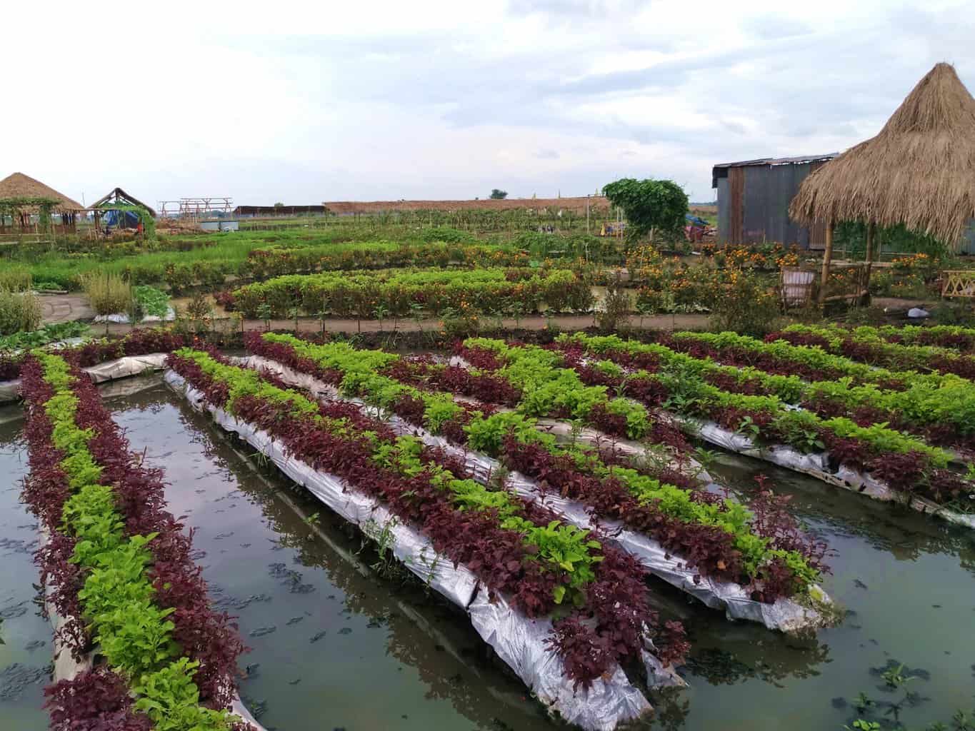 Taman Edukasi Banjar Sari Agro Community (BAC), Berwisata Sekaligus ...