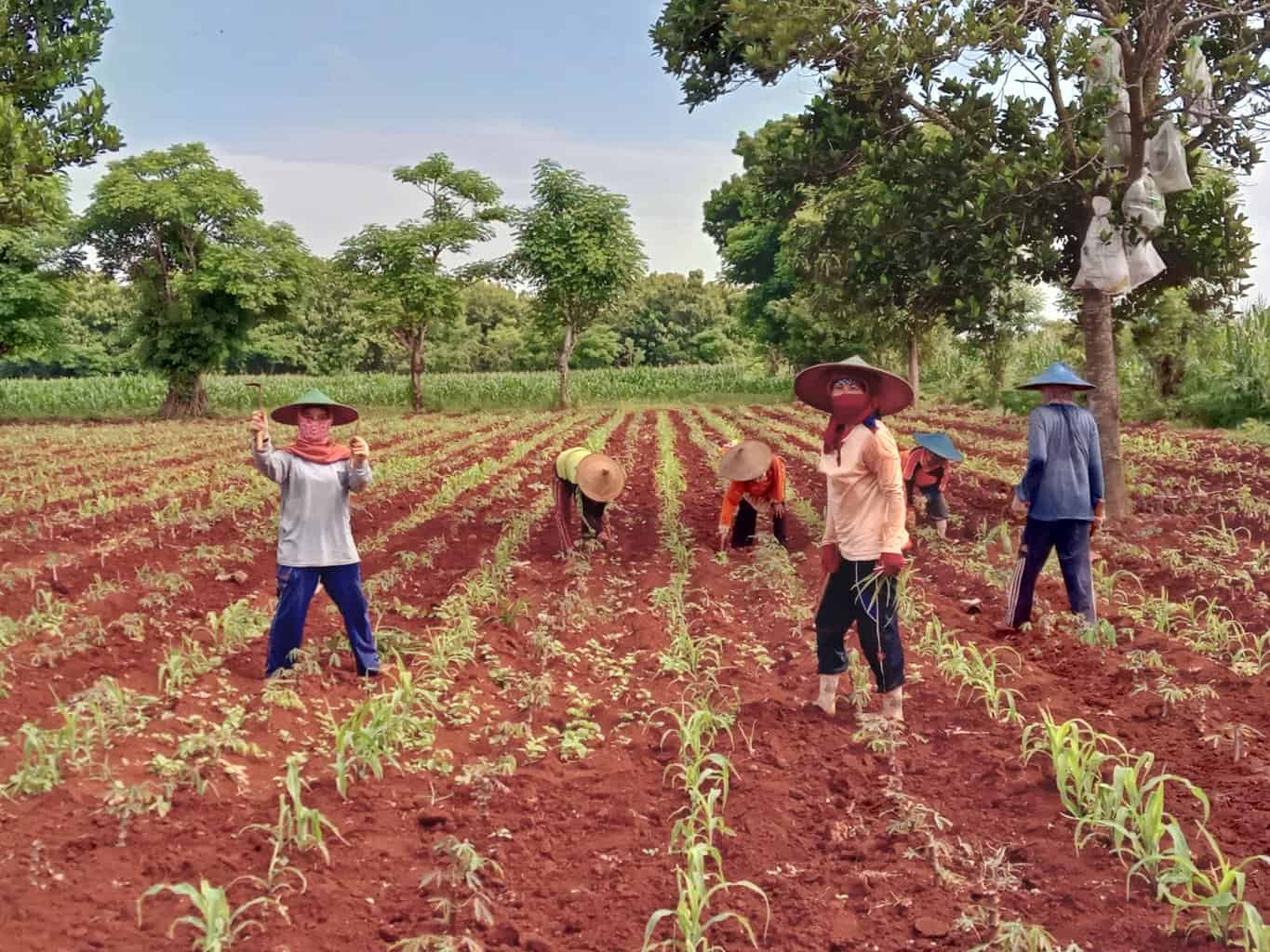 Agrowisata Kebun Pak Inggih, Destinasi Wisata Keluarga di Gresik yang ...