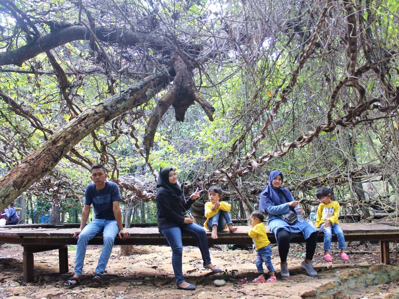 Wisata Akar Langit Trinil Lamongan, Dulu Sempat Menawan ...